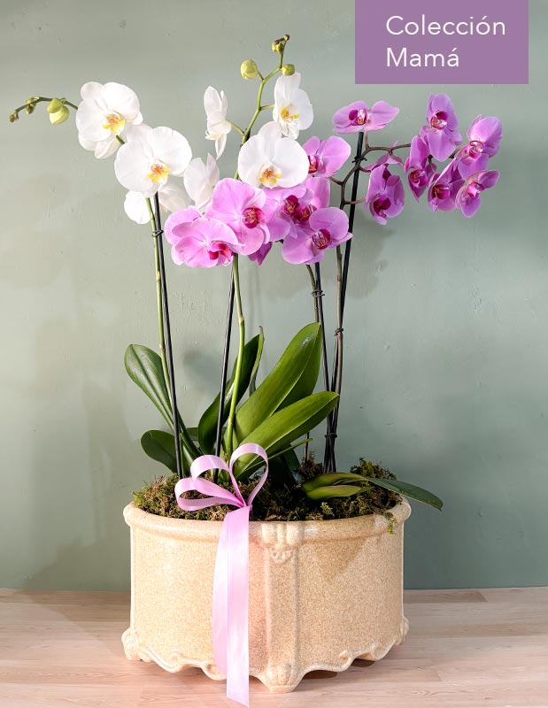 Orquídea de 4 varas en jardinera beige - 10 de Mayo – Guapa con flores